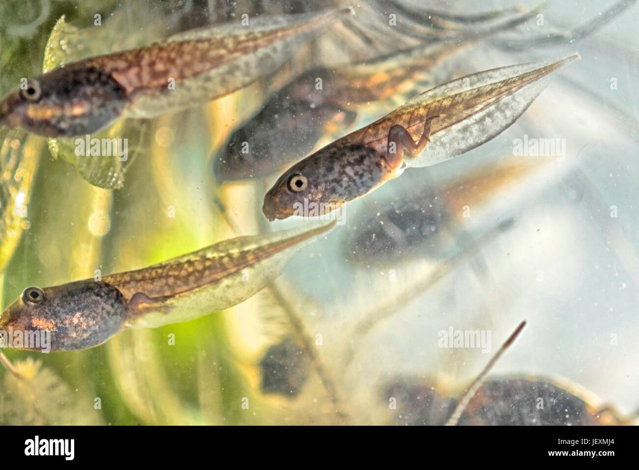 Red Eyed Tree Frog Tadpole