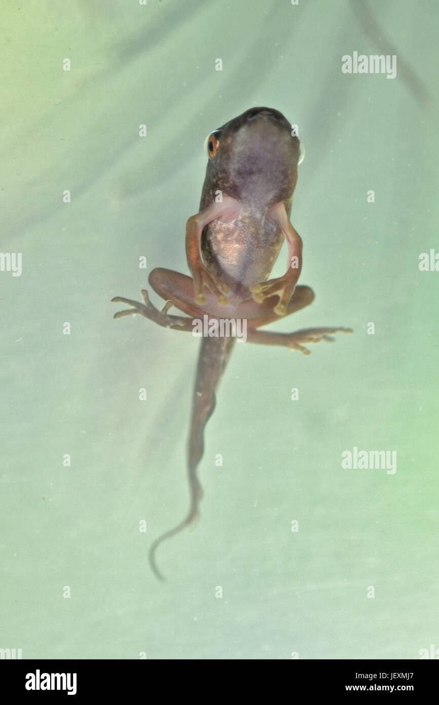 Red Eyed Tree Frog Tadpole WEC218/UW259: The Cuban Treefrog In Florida