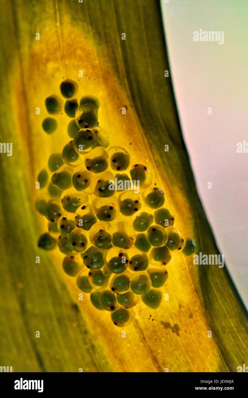 Tree frog eggs hi-res stock photography and images - Alamy