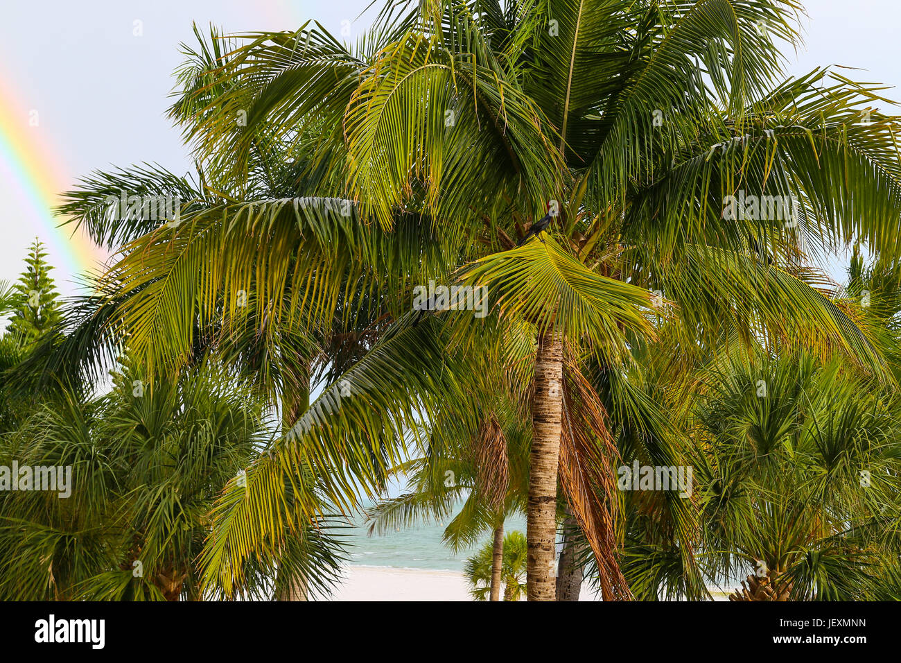 Rainbow behind palm trees hi-res stock photography and images - Alamy