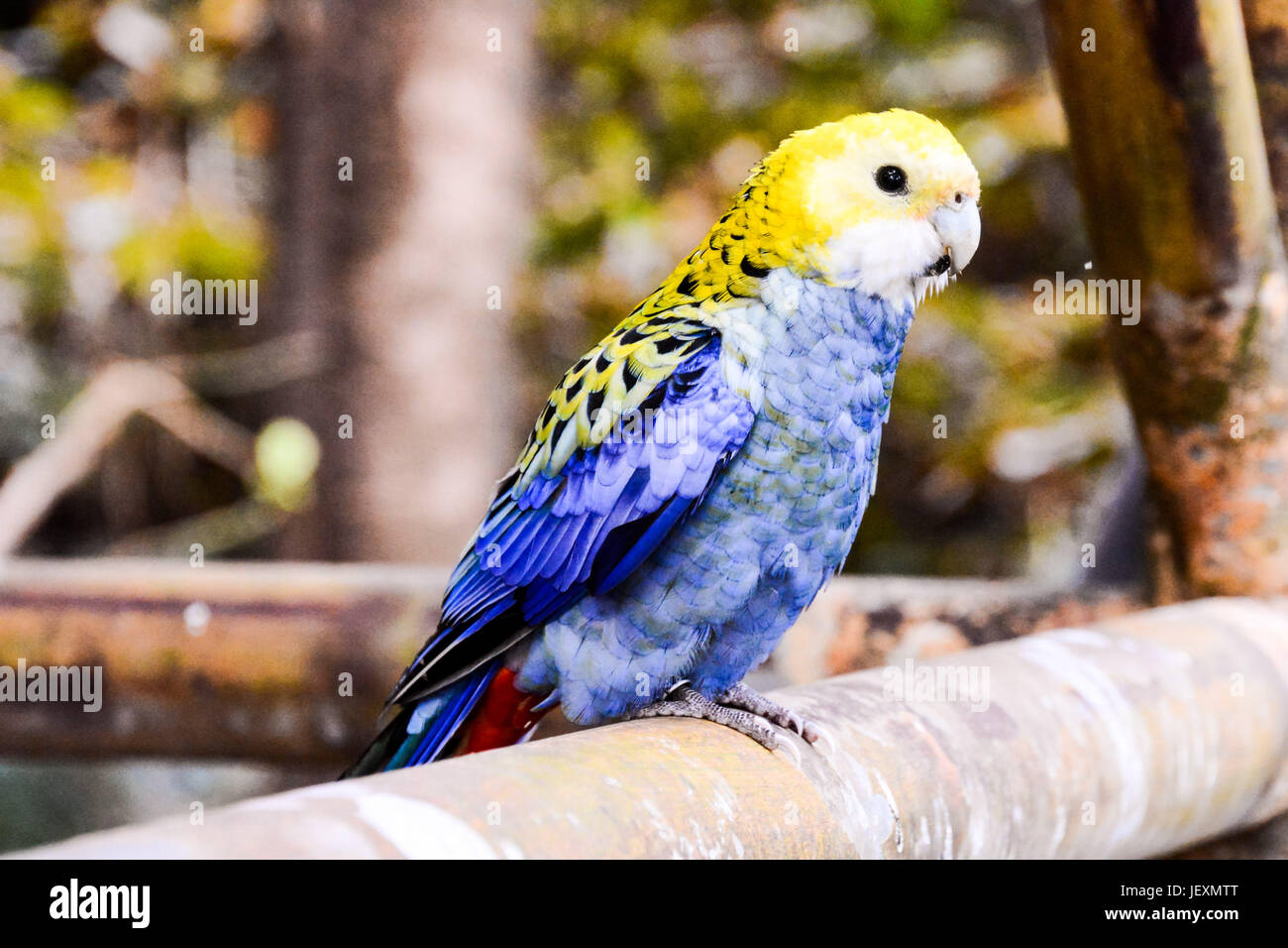 Colored Tropical Parrot Stock Photo - Alamy
