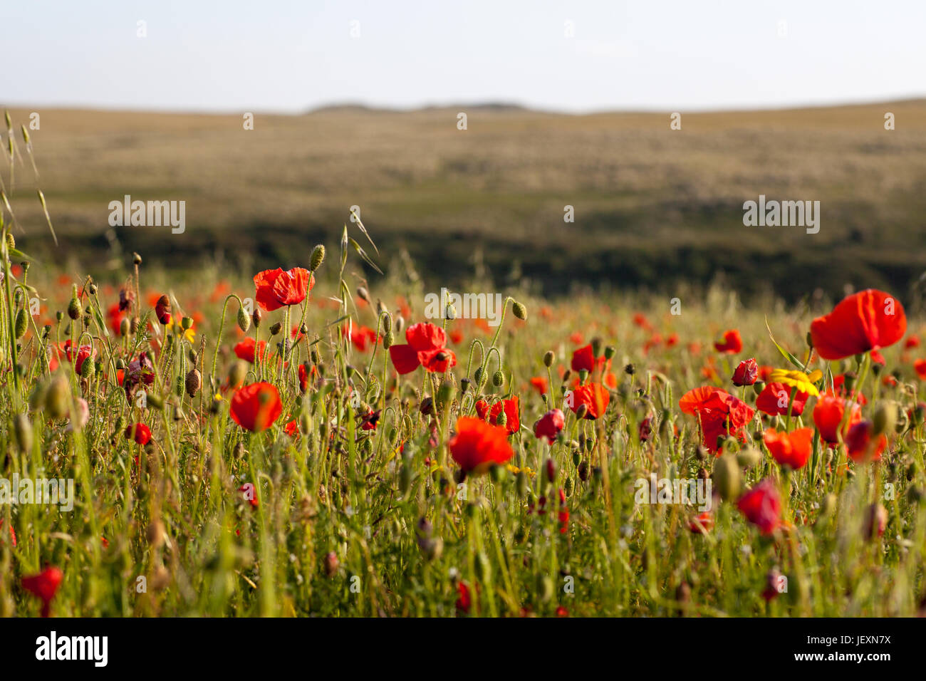 West Pentire near Newquay in Cornwall UK. Poppy field and rural ...