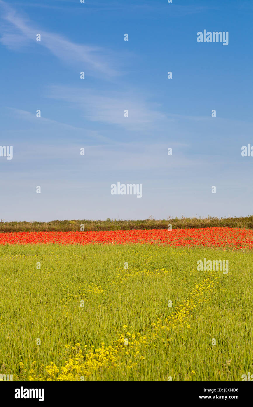 West Pentire near Newquay in Cornwall UK. Poppy field and rural ...