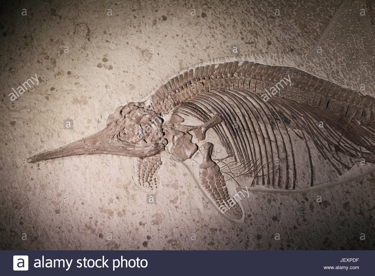 Stenopterygius Stock Photos & Stenopterygius Stock Images - Alamy