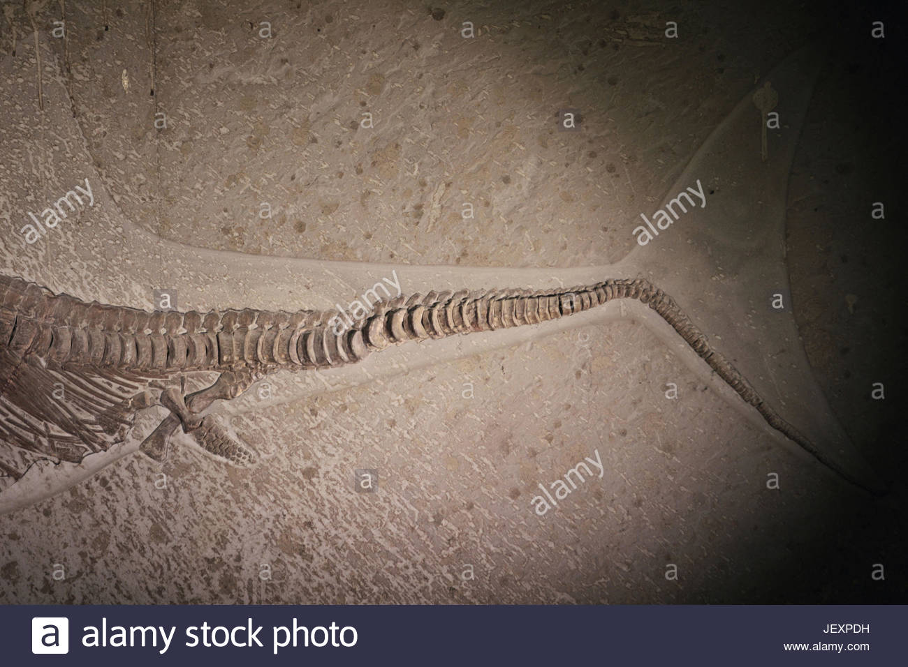 Stenopterygius Stock Photos & Stenopterygius Stock Images - Alamy