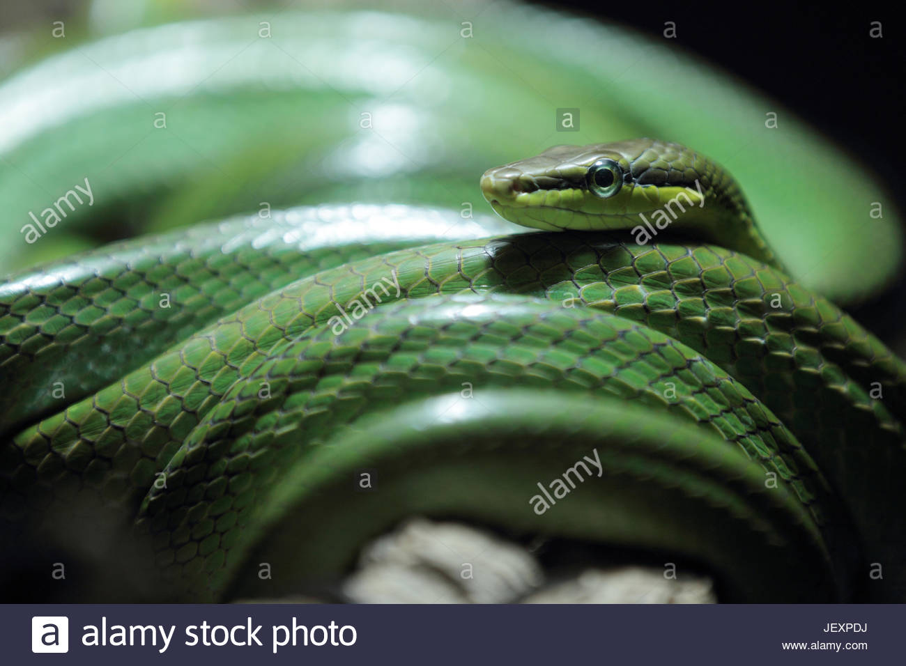 Red Racer High Resolution Stock Photography and Images - Alamy