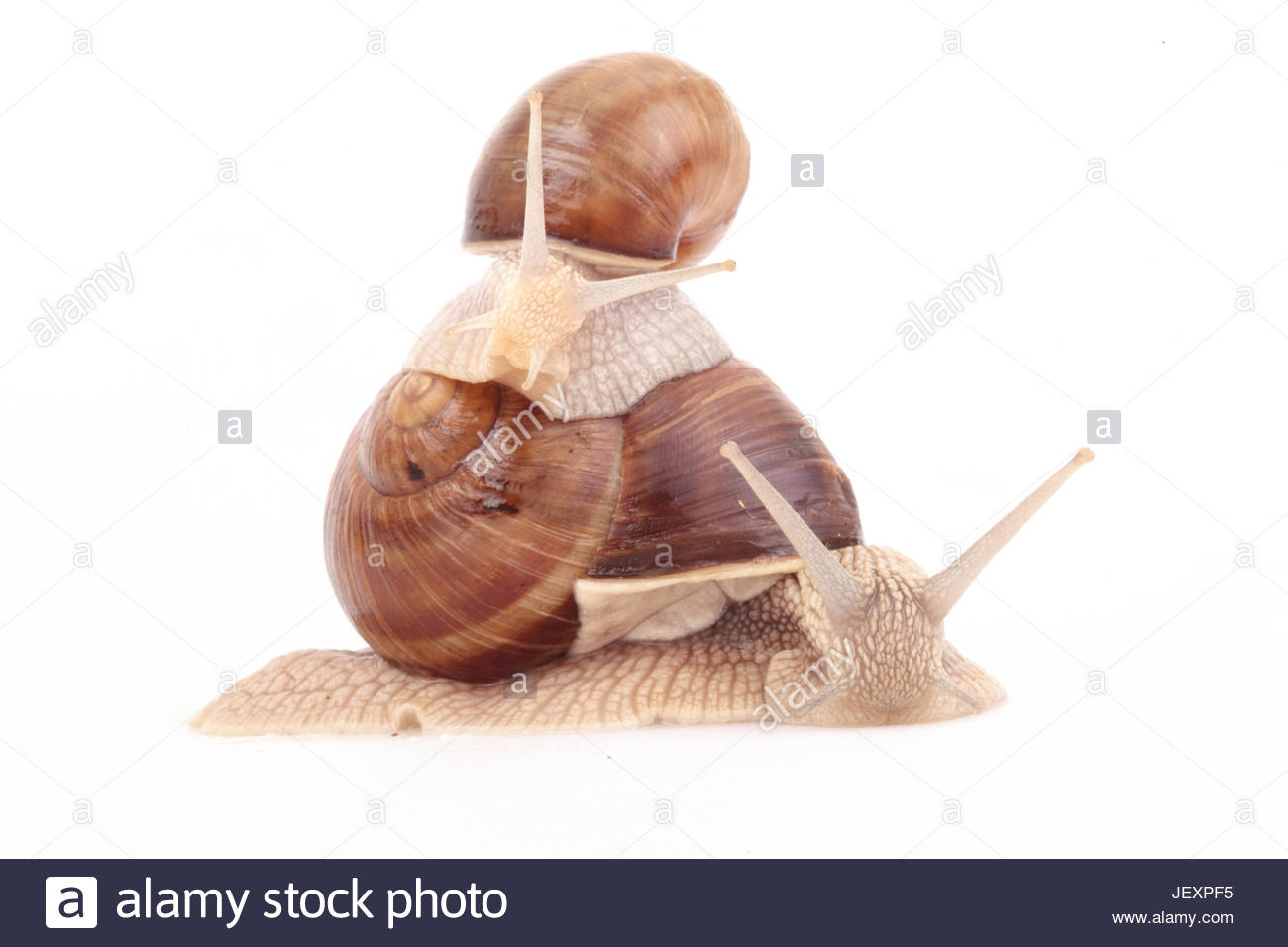 French Snails Stock Photos & French Snails Stock Images - Alamy