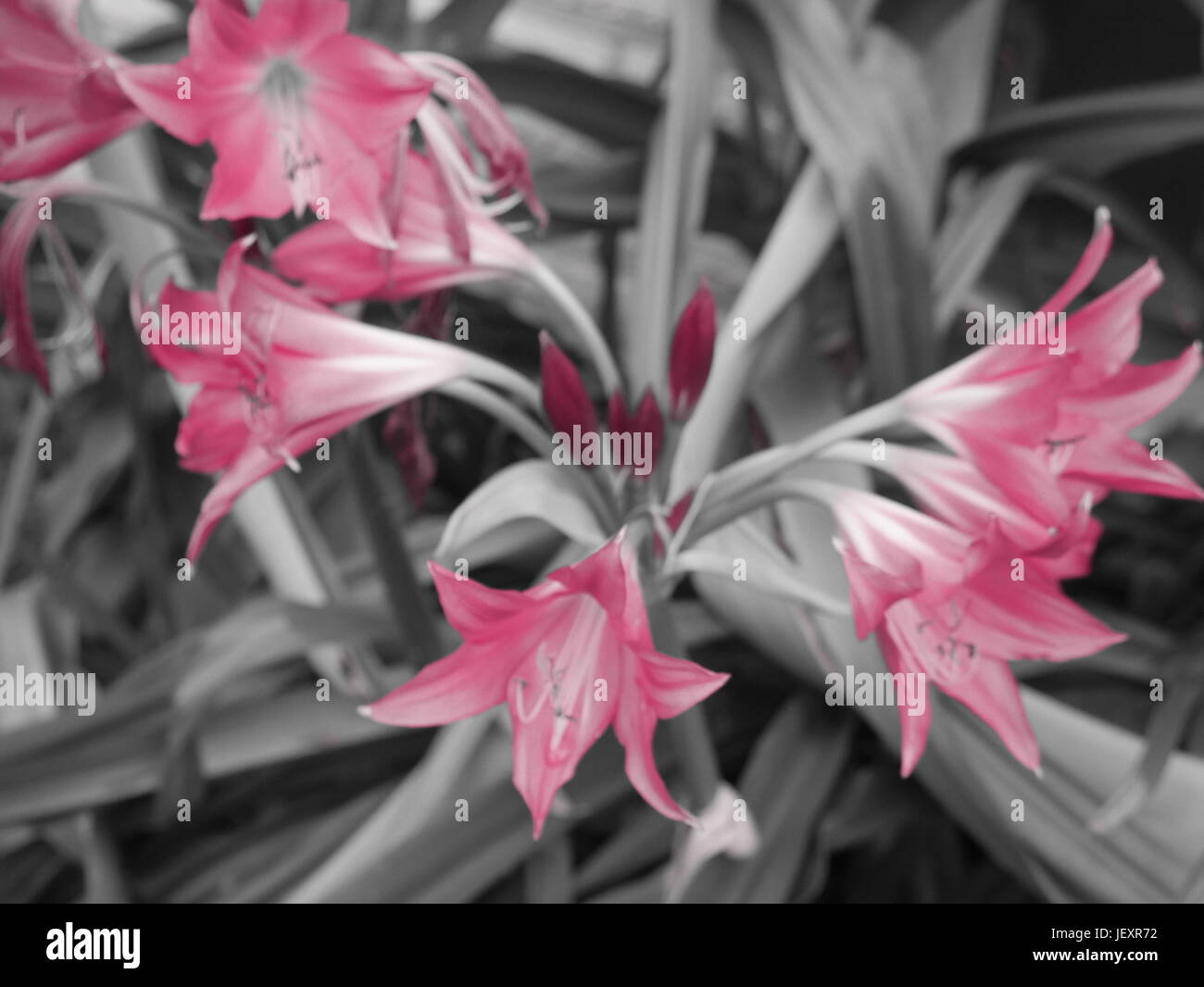 pink iris flowers Stock Photo - Alamy