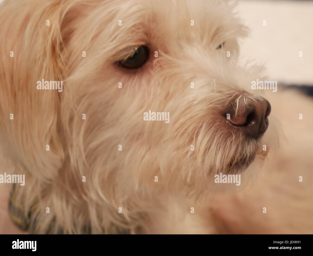 Cute rescue dog Stock Photo - Alamy