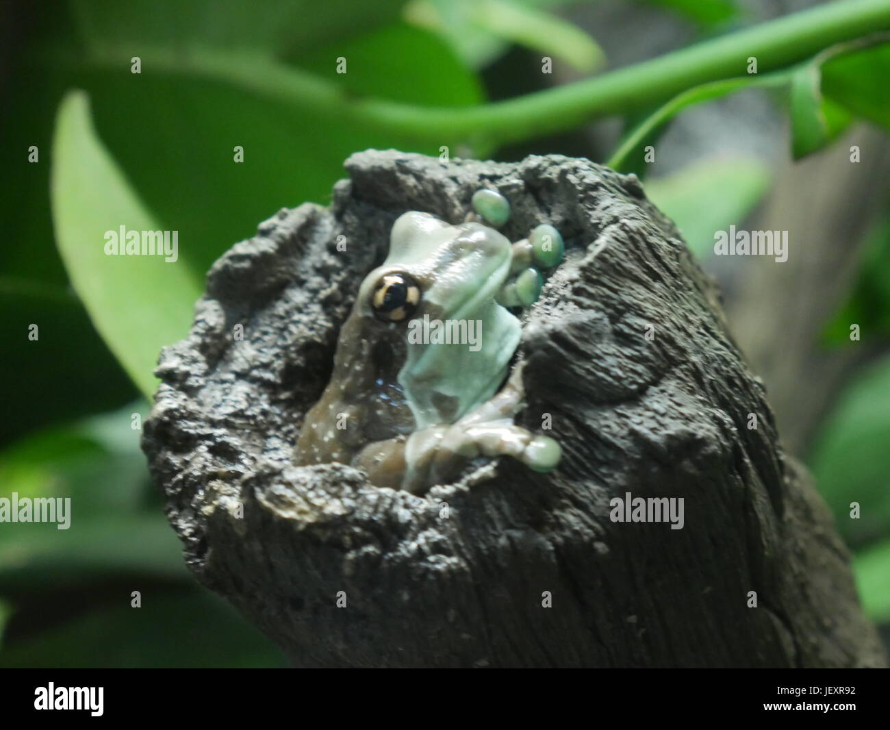 Houston zoo hi-res stock photography and images - Alamy