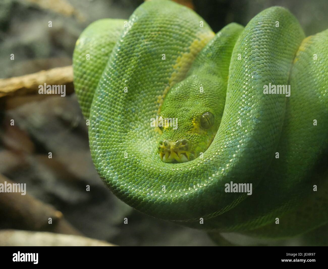 Snake zoo hi-res stock photography and images - Alamy