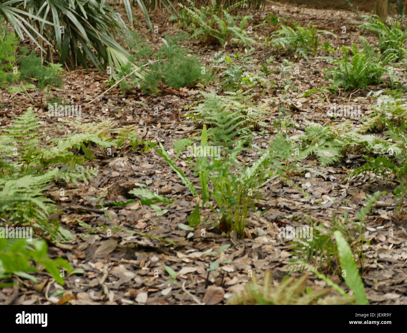 Jungle floor hi-res stock photography and images - Alamy