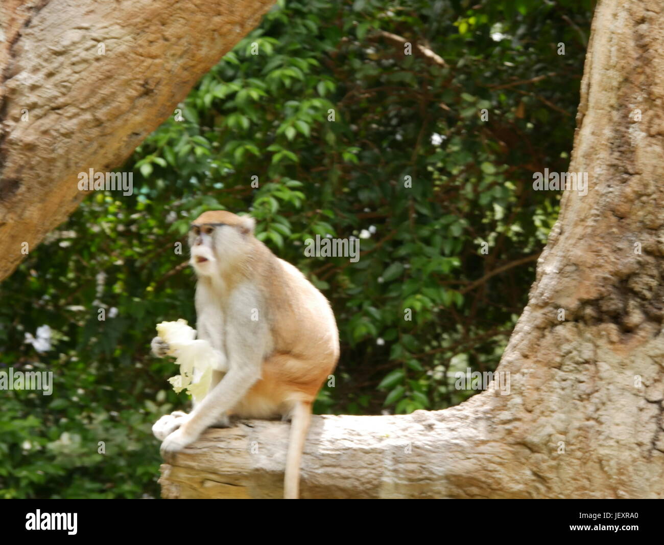 Monkey in a tree hi-res stock photography and images - Alamy