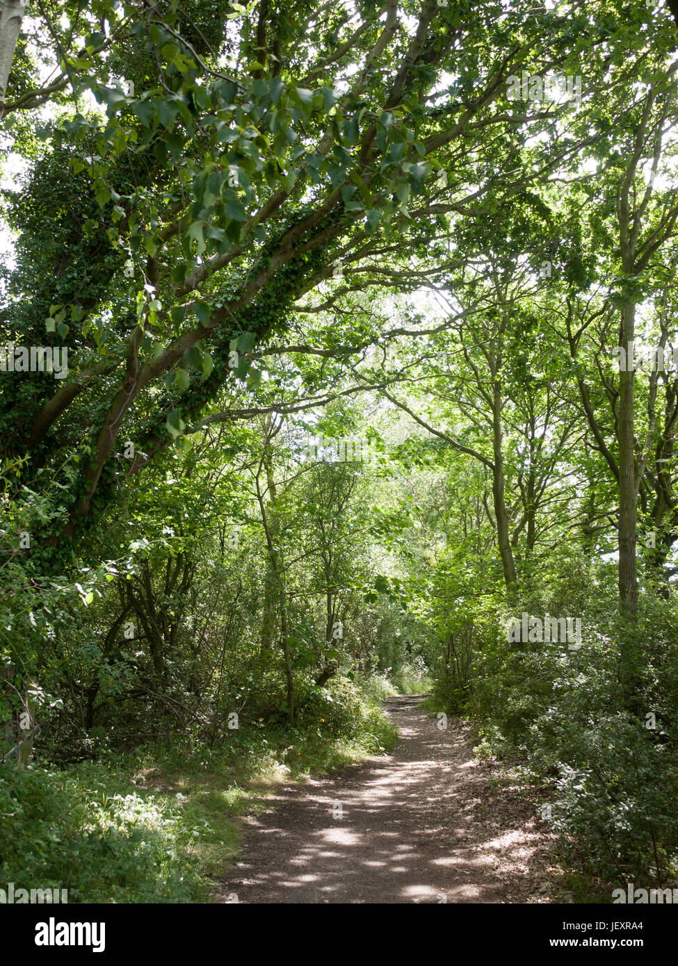 a footpath through an overhead canopy of trees walkway outside in ...