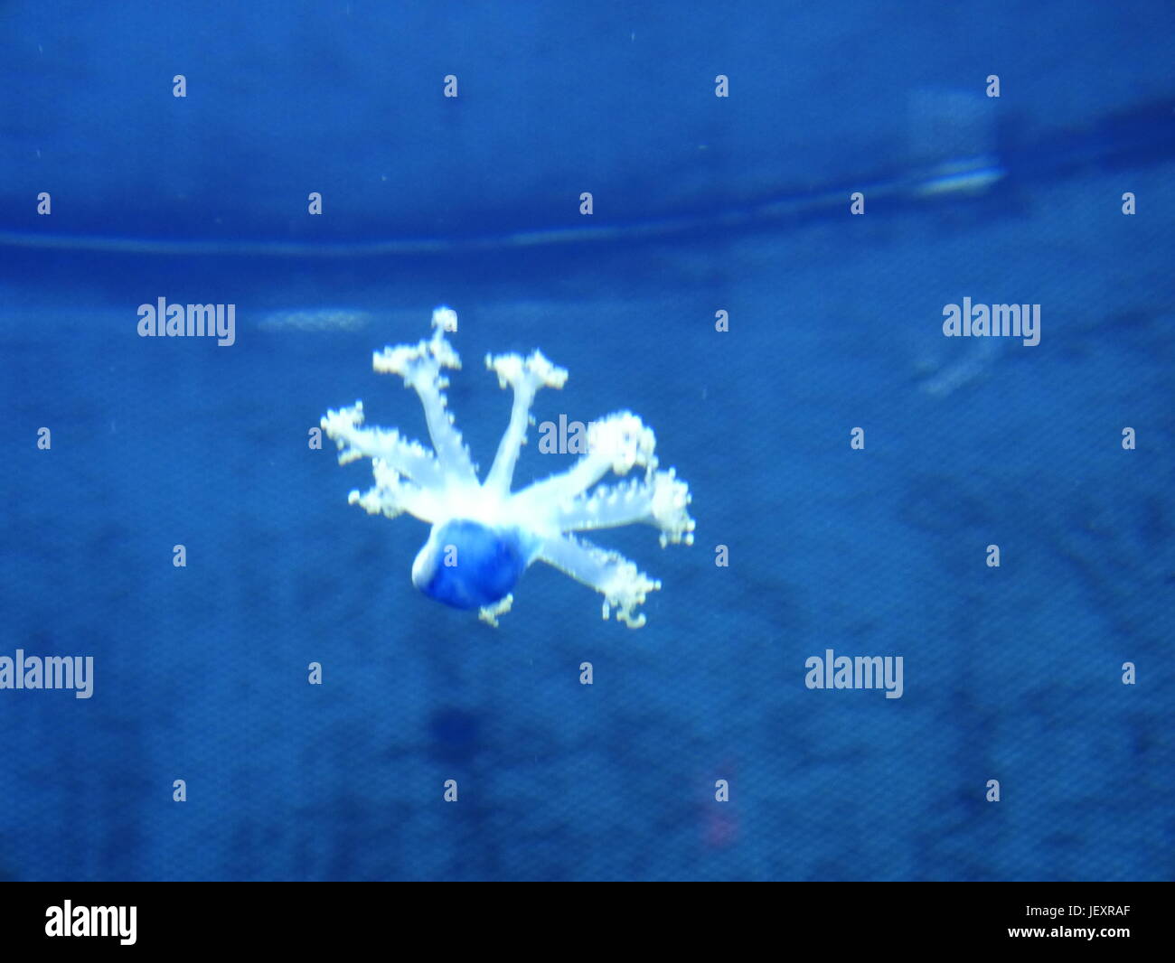 Baby jellyfish hi-res stock photography and images - Alamy