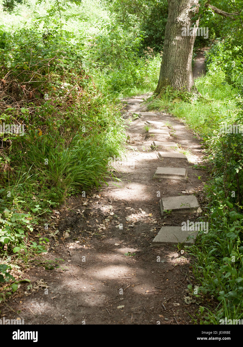 a path of footsteps in mud going through the forest Stock Photo - Alamy