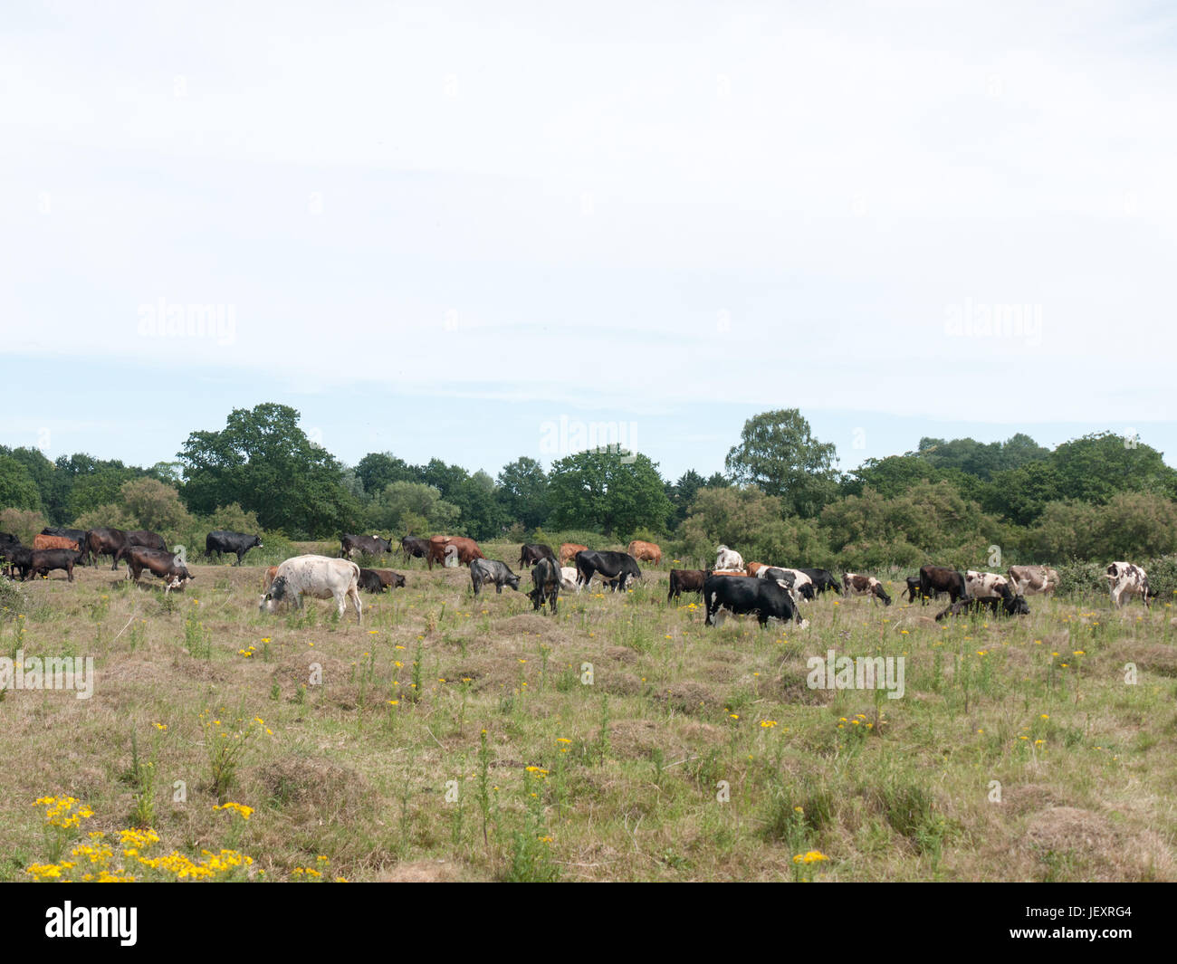 many coloured cows outside in a field on a sunny day grazing and ...