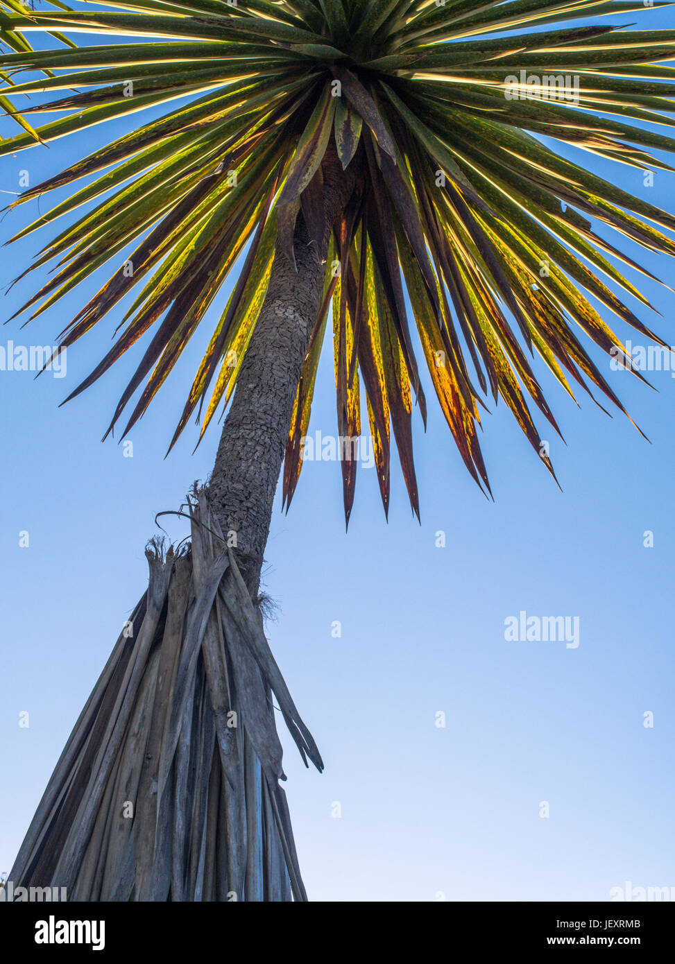 Toi mountain cabbage tree cordyline indivisa hi-res stock photography ...