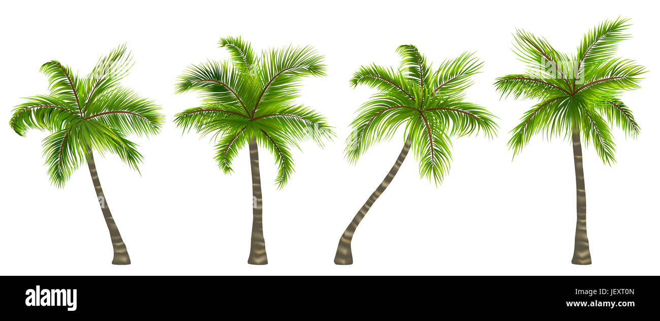 Illustration Set Realistic Palm Trees Isolated on White Background ...