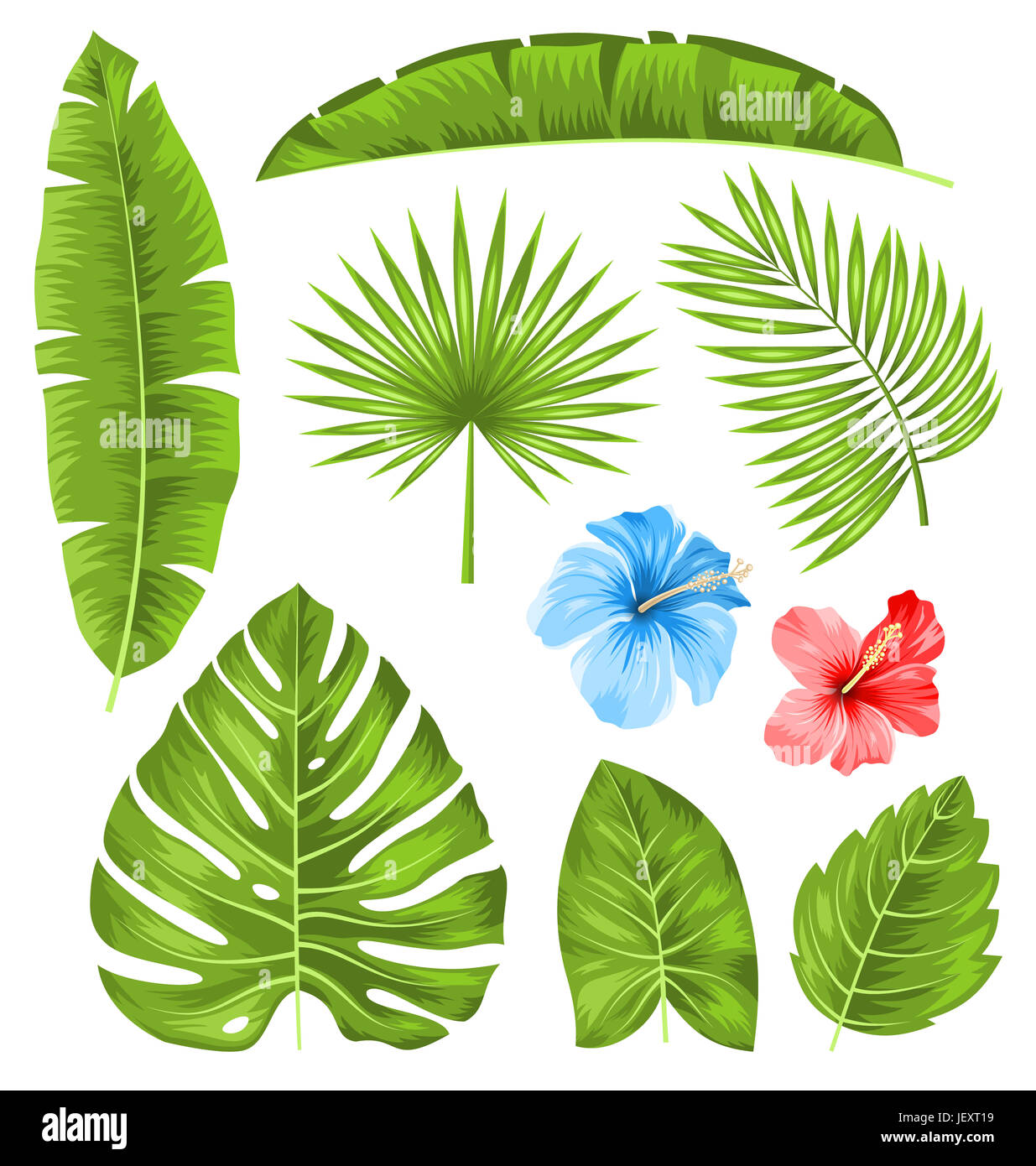 Illustration Set of Tropical Leaves, Collection Plants Isolated on ...