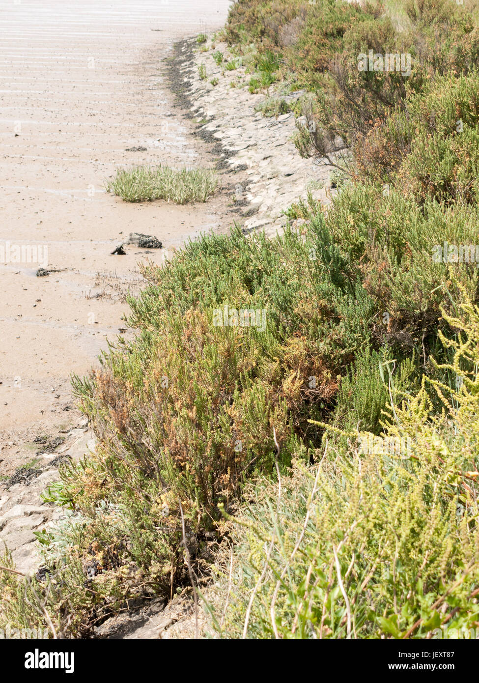 a shore line coast line close up of foliage mud and stones Stock Photo ...
