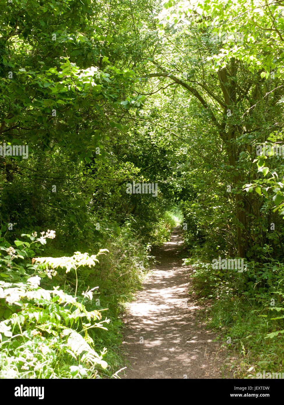 a footpath through an overhead canopy of trees walkway outside in ...