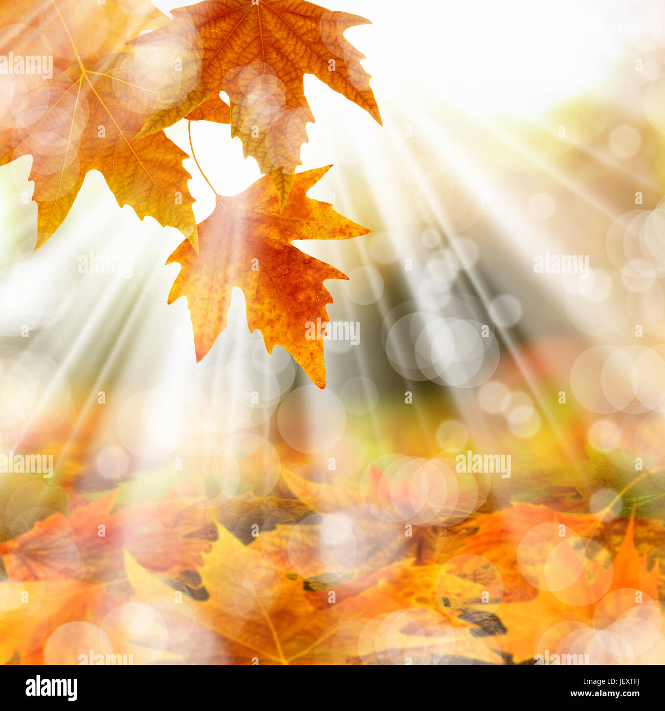 blurry background image of colorful autumn leaves over sunny sky and ...