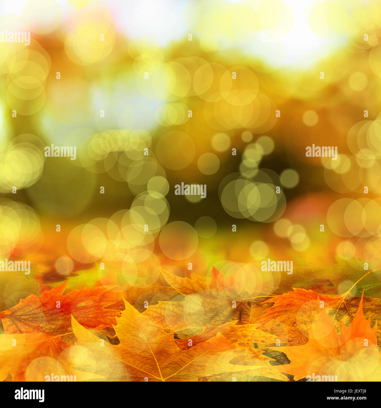 blurry background image of colorful autumn leaves over sunny sky and ...