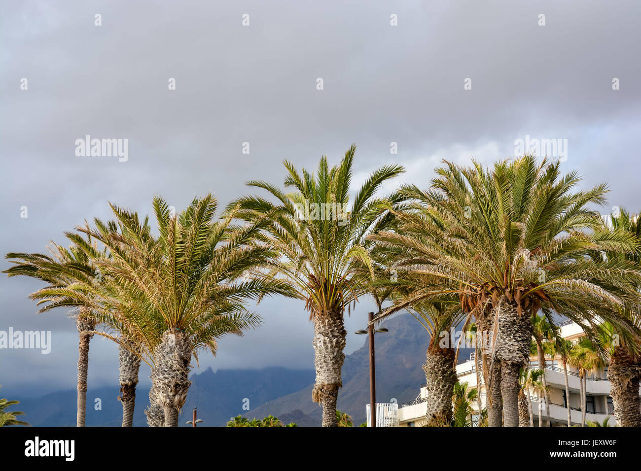 Green Palm Canarian Tree Stock Photo - Alamy