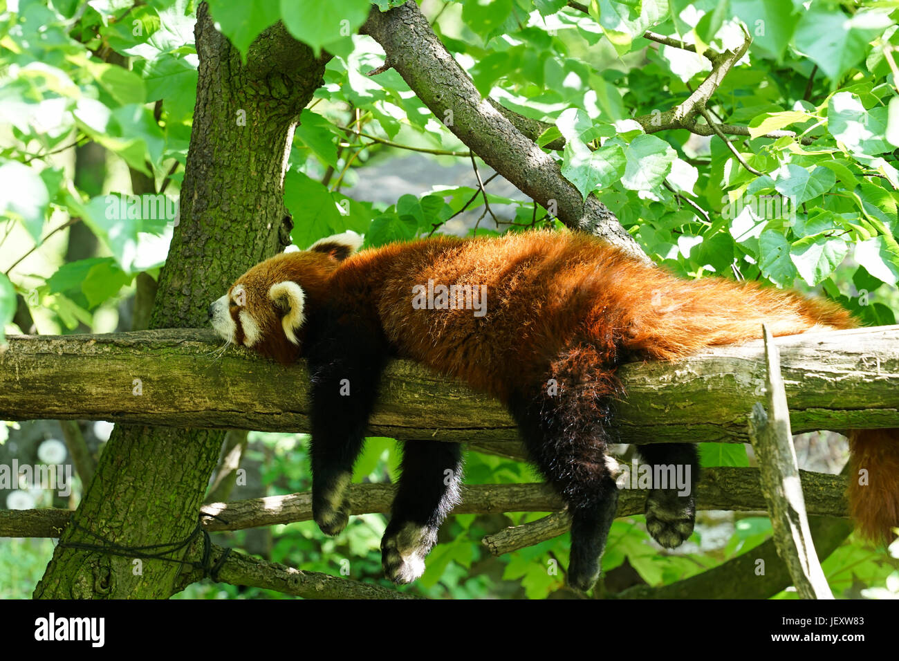 Red panda tree hi-res stock photography and images - Alamy