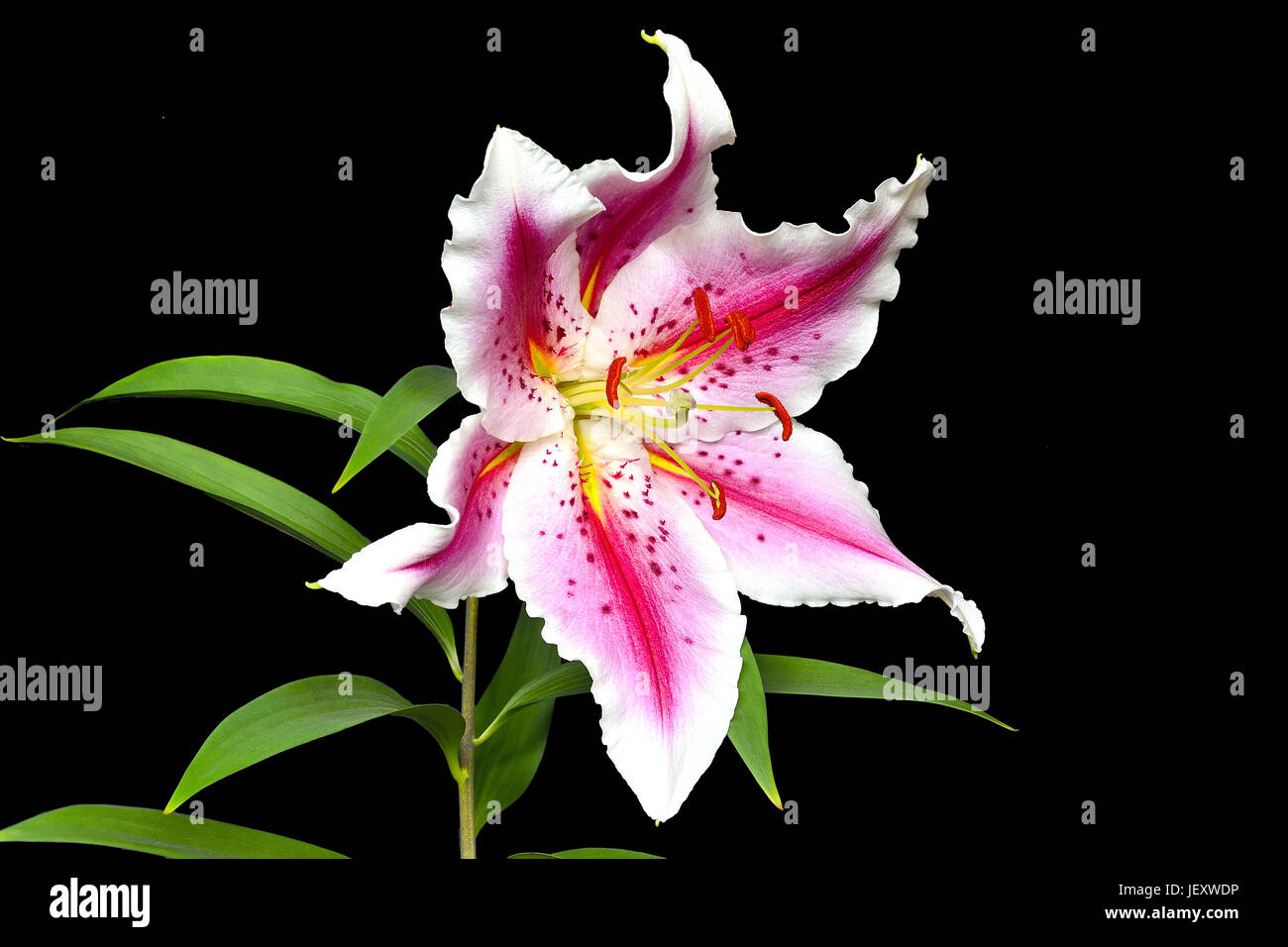 Spotted Lily High Resolution Stock Photography and Images - Alamy