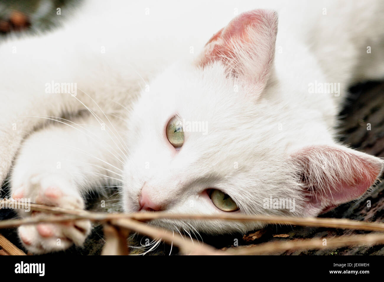 Playful white cat Stock Photo - Alamy