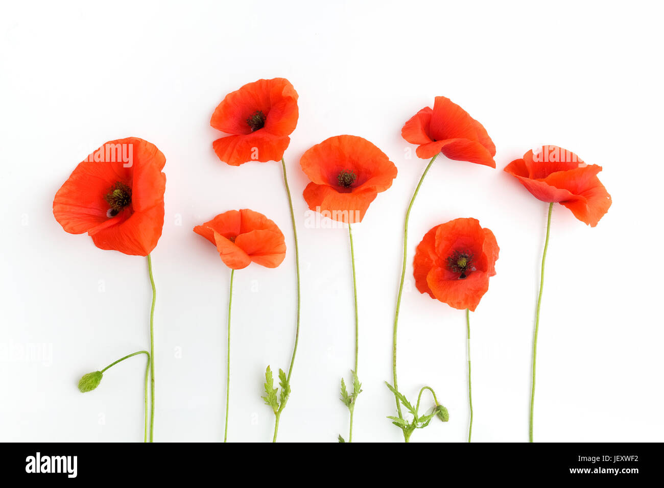 Red poppy flowers in a row on white background Stock Photo - Alamy
