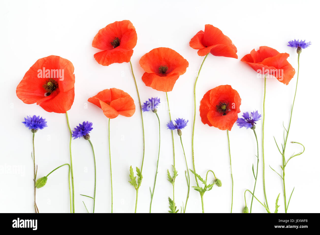 Meadow wild flowers in field Cut Out Stock Images & Pictures - Alamy