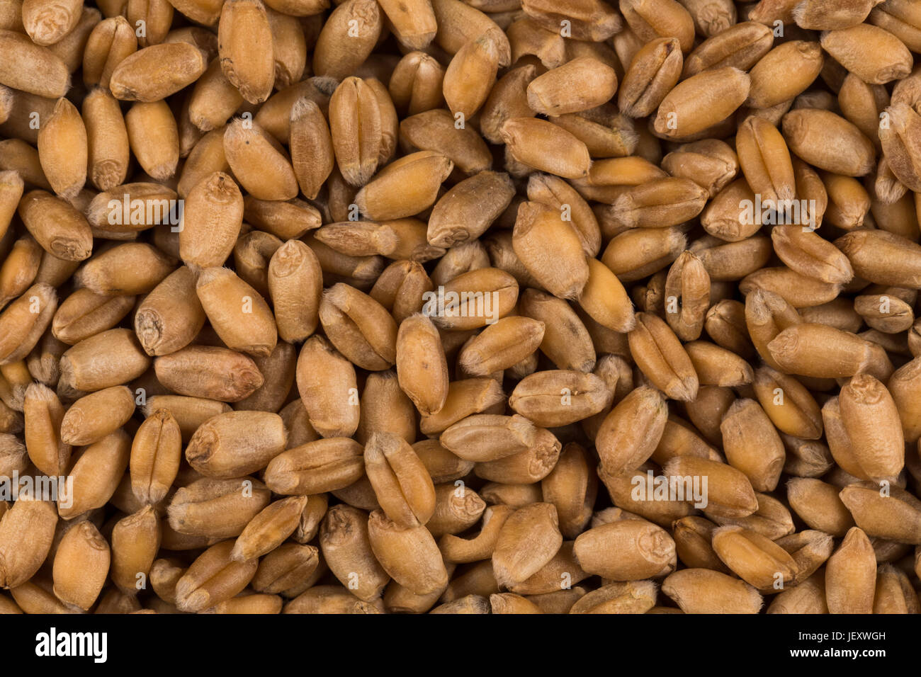 whole background of raw wheat grain closeup Stock Photo - Alamy