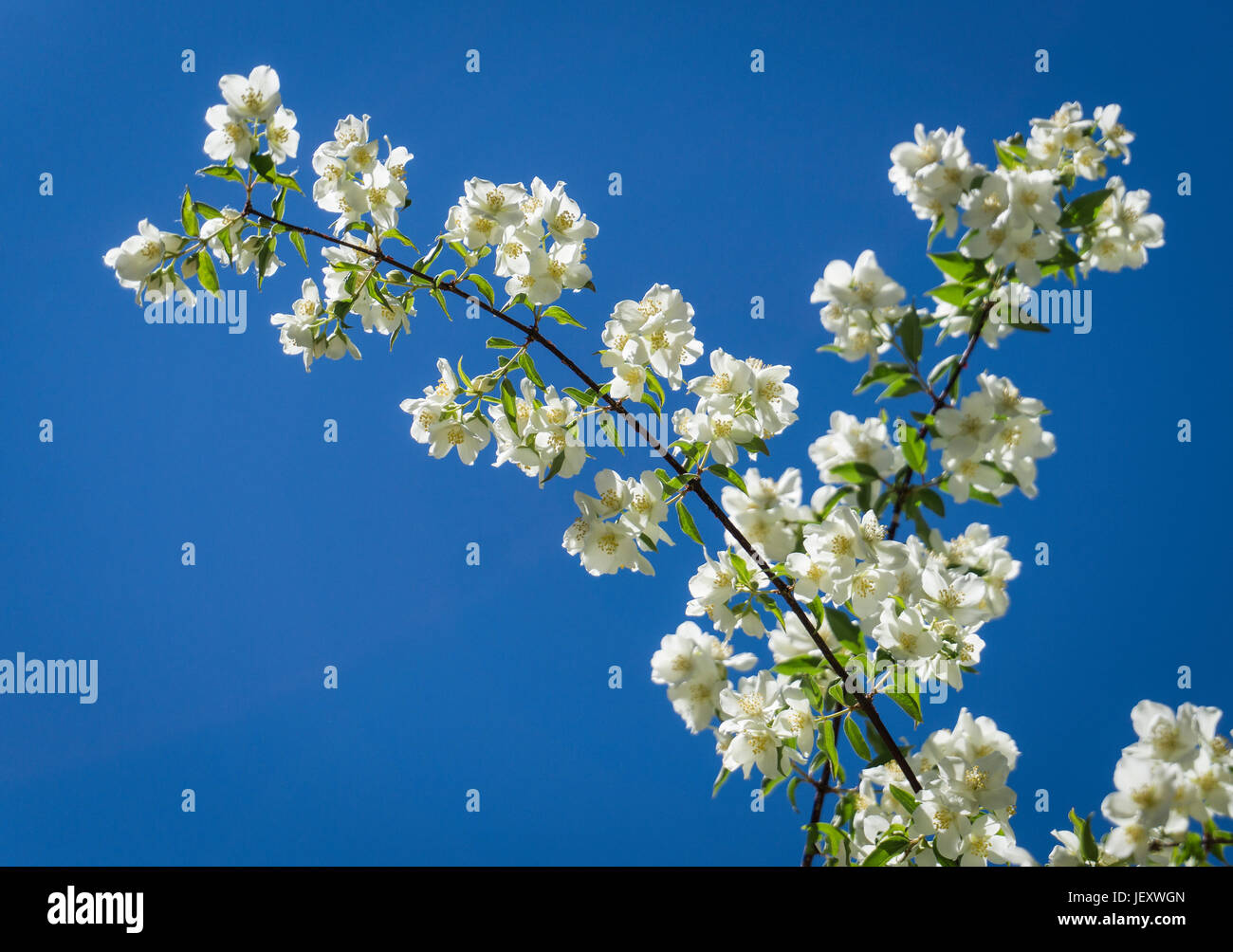 Blossom tree Calgary AB Stock Photo - Alamy
