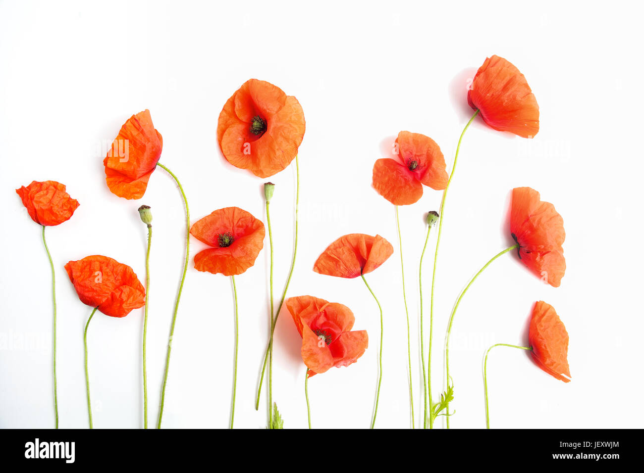 Red poppy flowers in a row on white background Stock Photo - Alamy