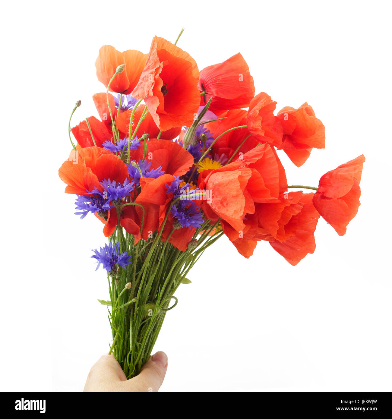 Bouquet of light red poppies on white background Stock Photo - Alamy