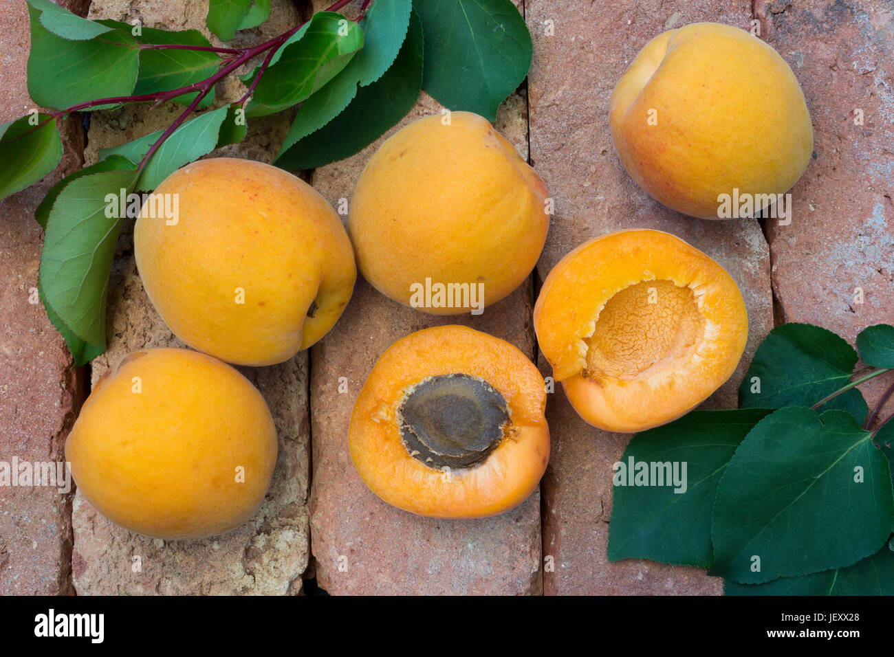 Old apricot hi-res stock photography and images - Alamy