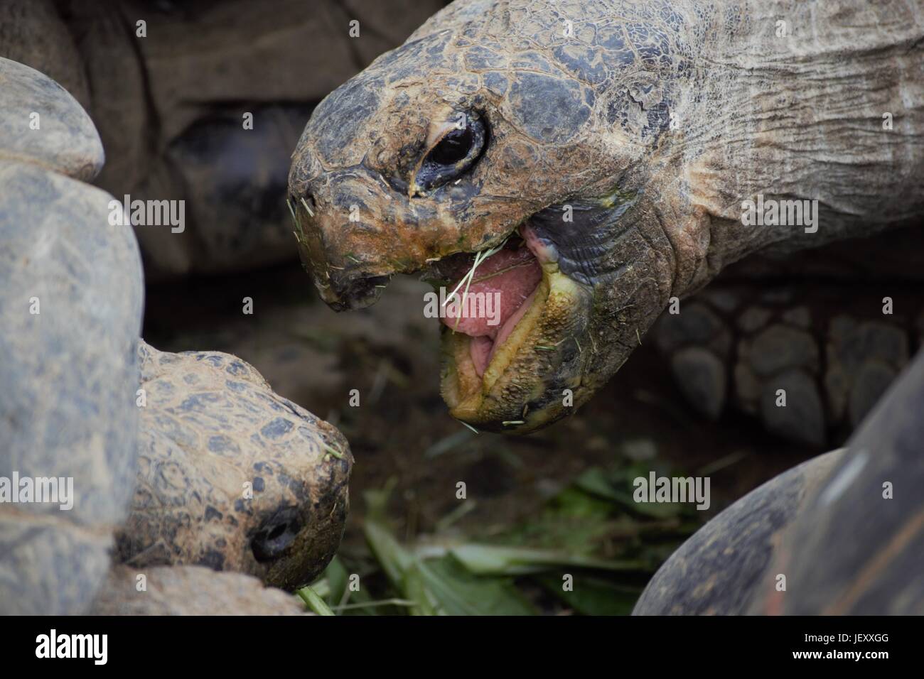 Tortoise mouth open hi-res stock photography and images - Alamy