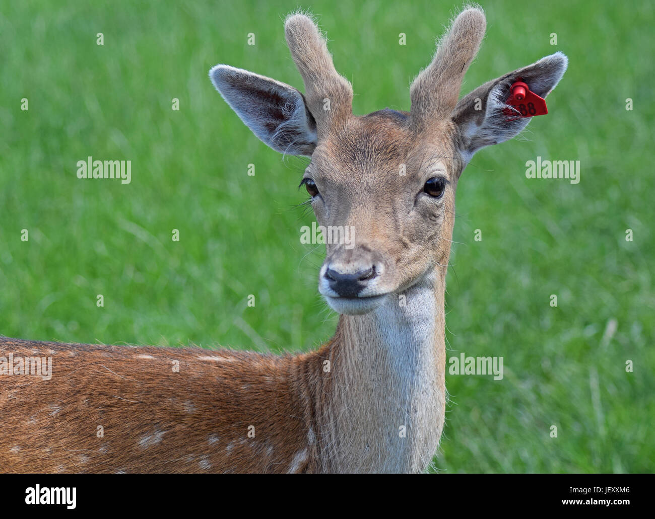 Fallow Deer - Scottish Deer Centre, Cupar, Bow of Fife, Scotland Stock ...