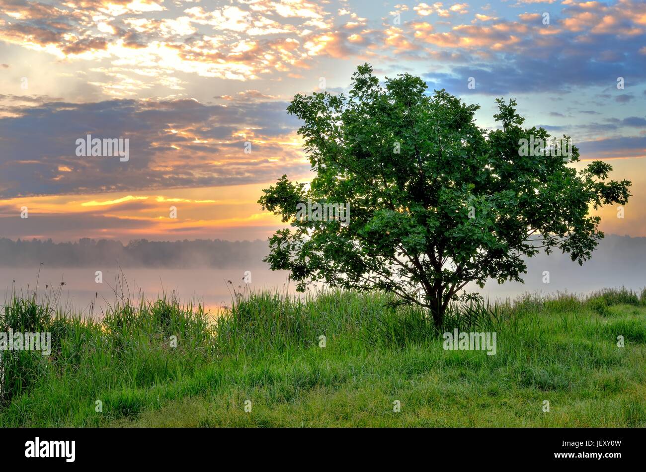 Spring tree landscape hi-res stock photography and images - Alamy