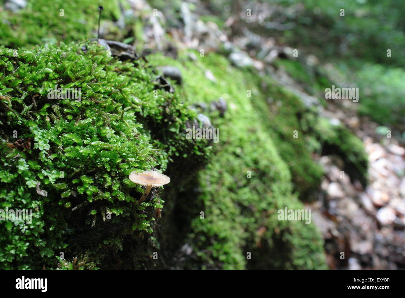 Cave fungi hi-res stock photography and images - Alamy