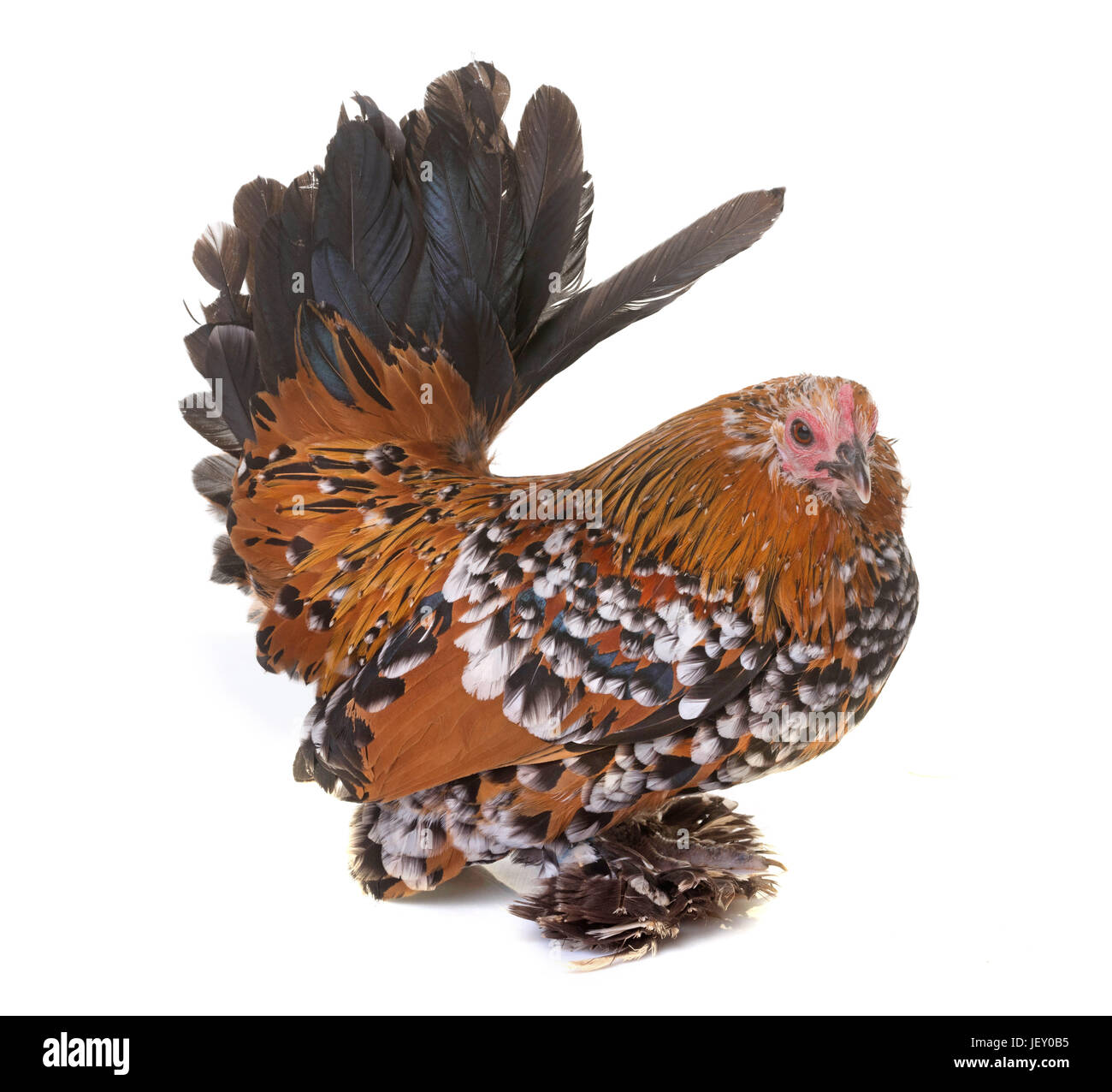 Dutch Booted Bantam in front of white background Stock Photo - Alamy