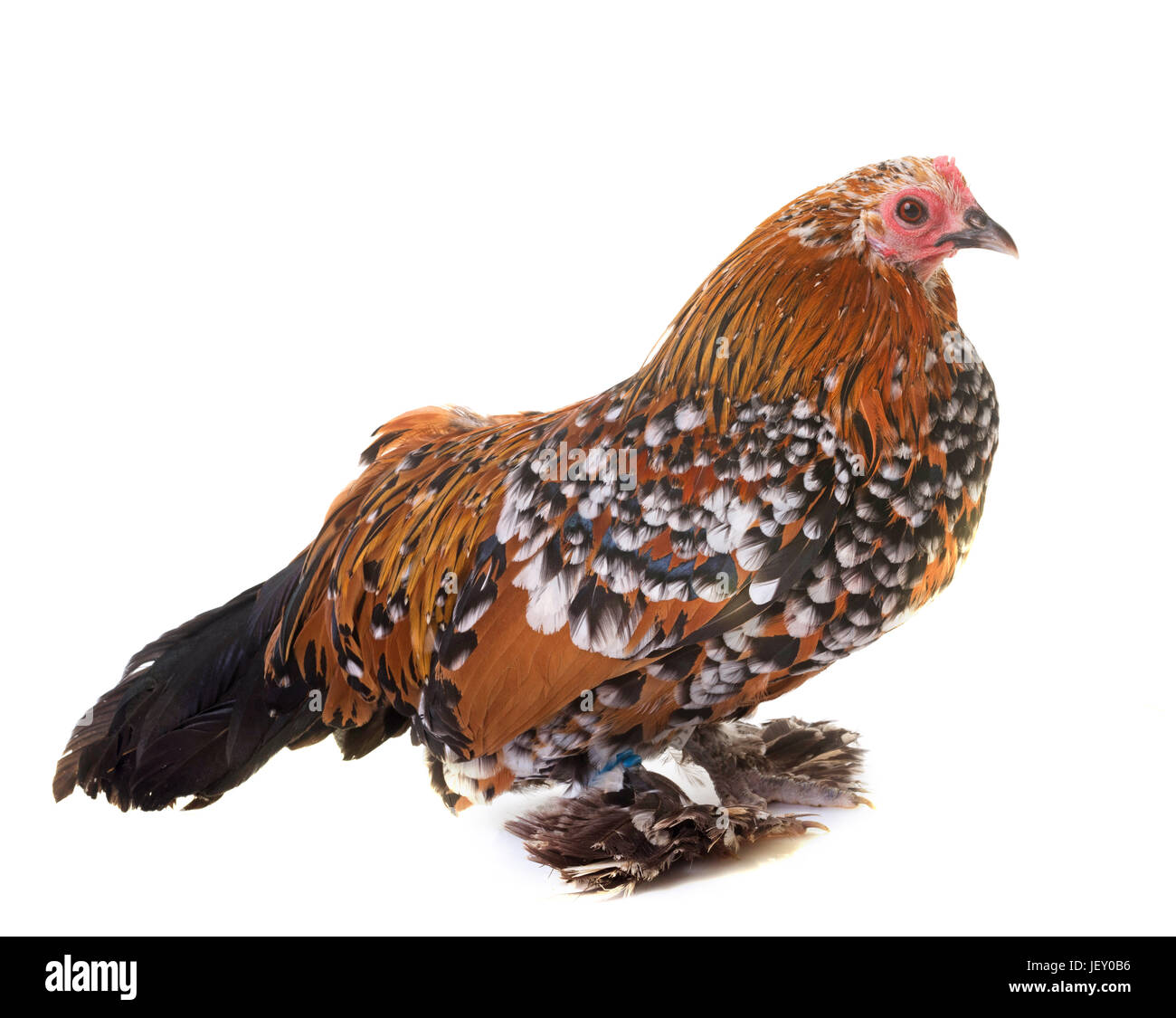 Dutch Booted Bantam in front of white background Stock Photo - Alamy