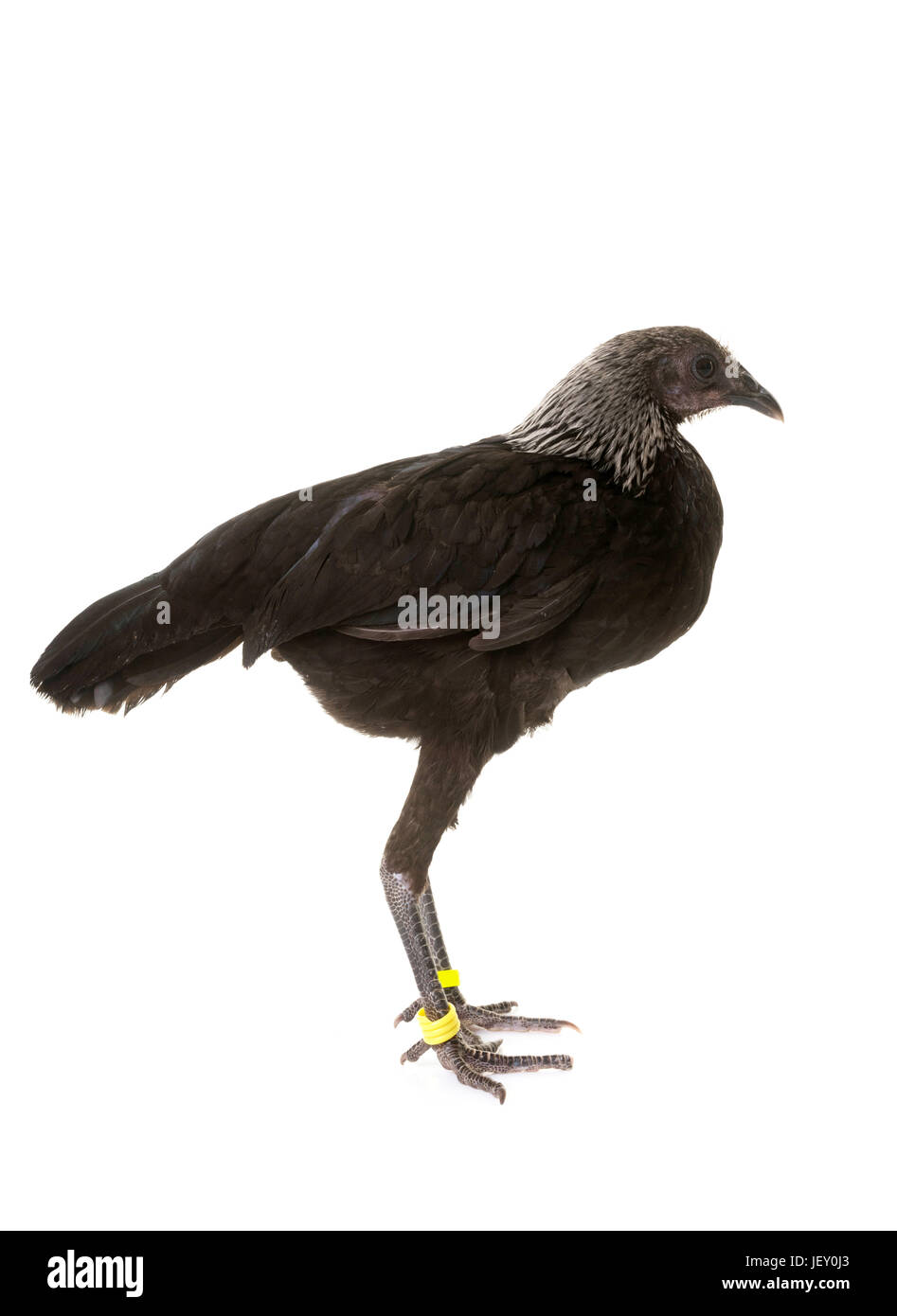 Modern Game fowl in front of white background Stock Photo - Alamy