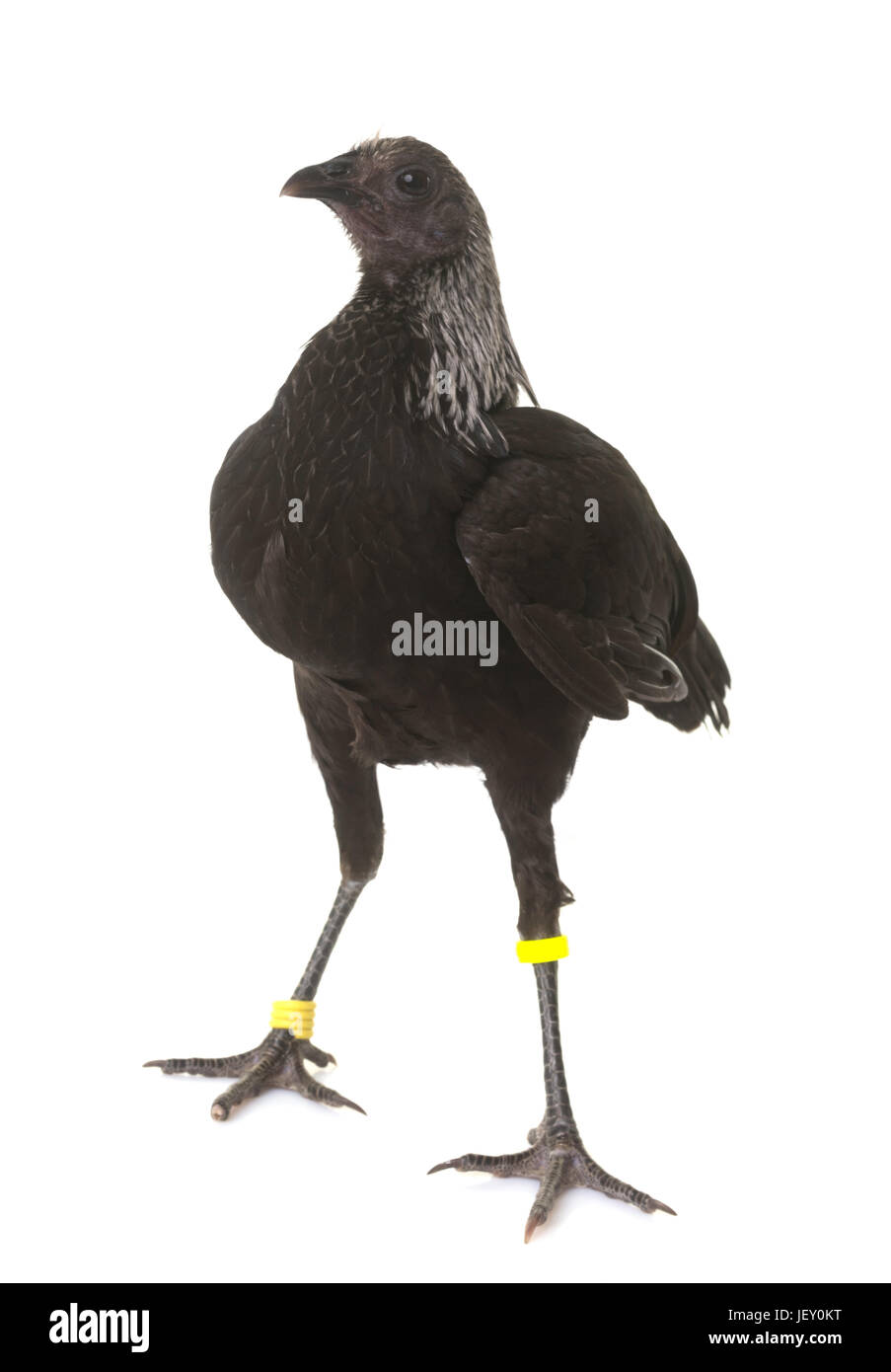 Modern Game fowl in front of white background Stock Photo - Alamy