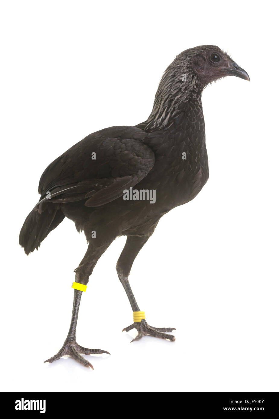 Modern game bantam hi-res stock photography and images - Alamy