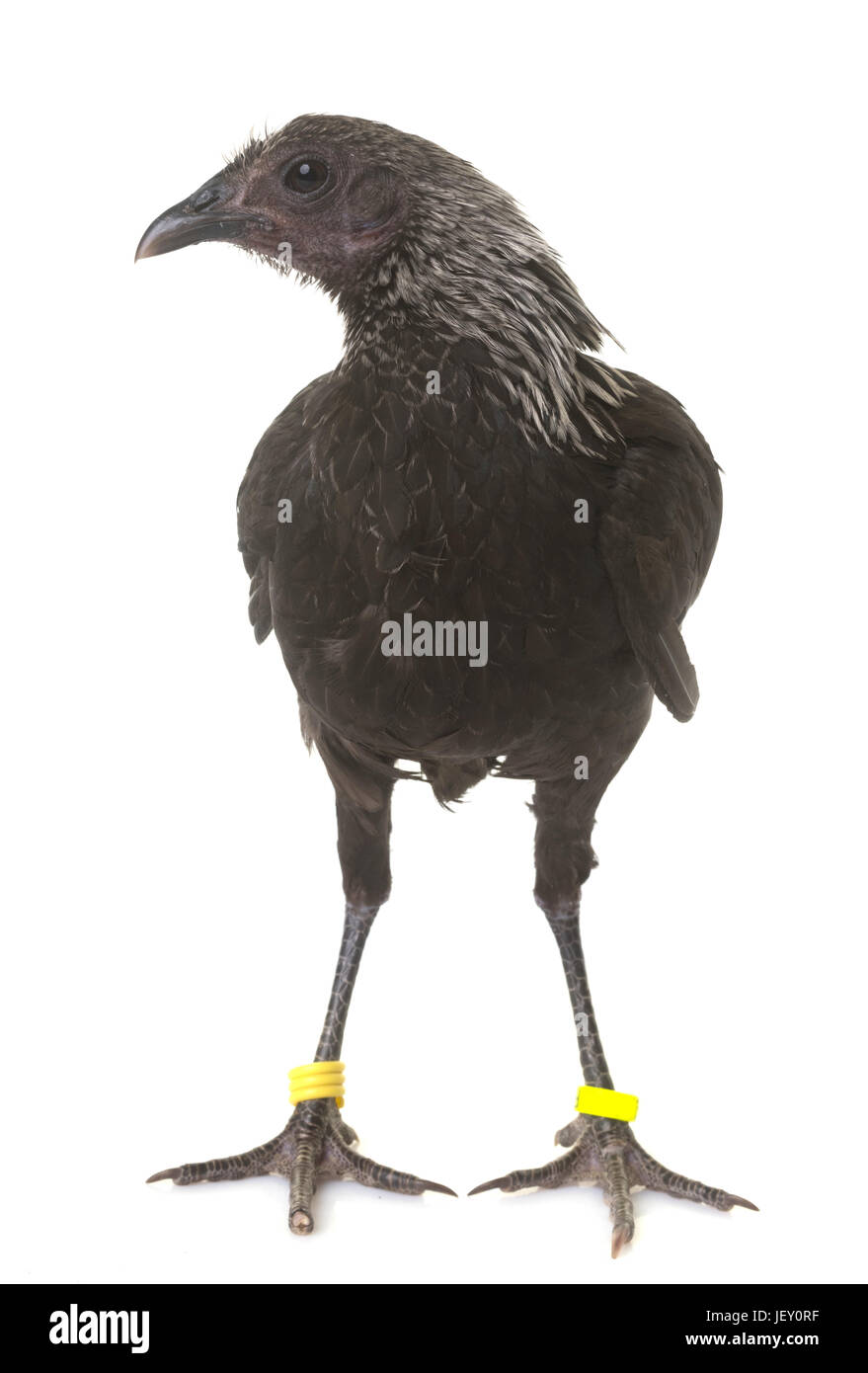 Modern Game fowl in front of white background Stock Photo - Alamy