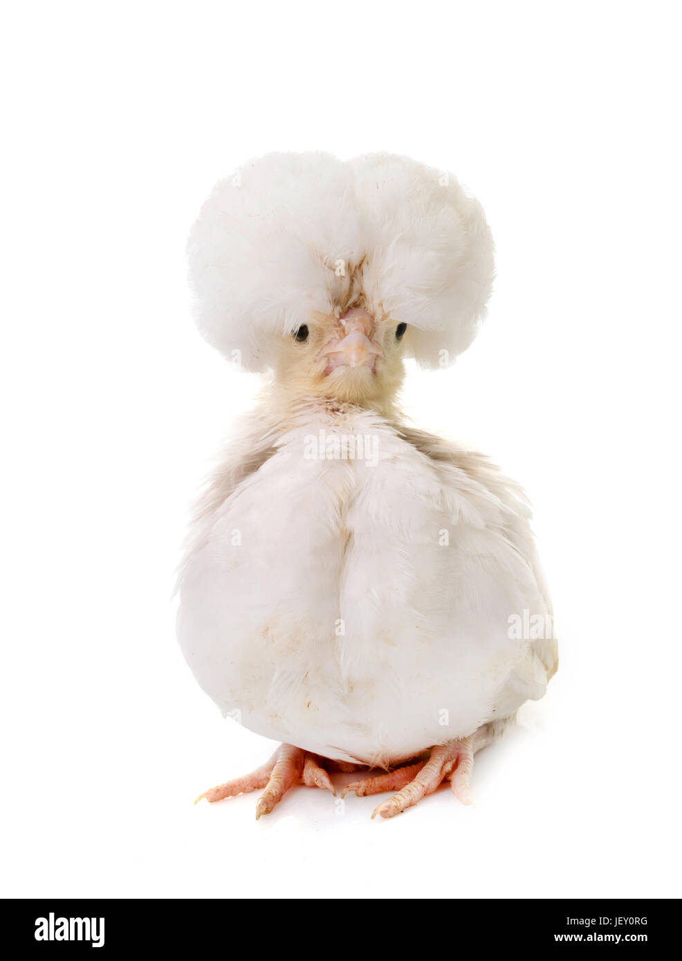 Padovana hen hi-res stock photography and images - Alamy